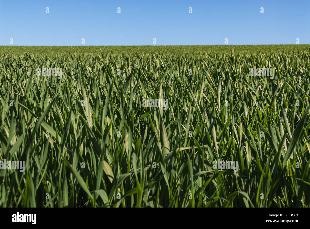 Simple green field agriculture horizon Stock Photo - Alamy