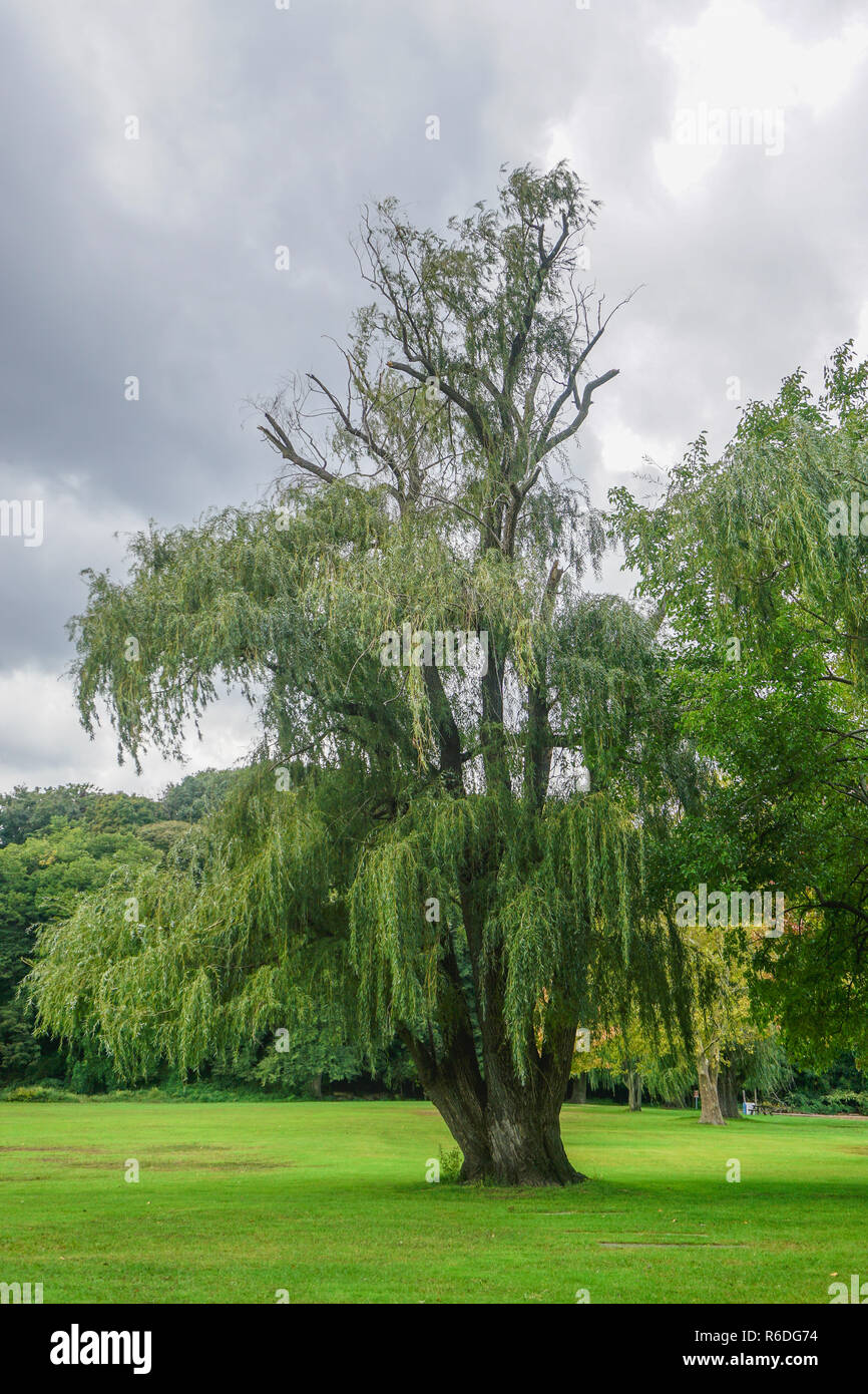 Sallow Tree High Resolution Stock Photography and Images - Alamy