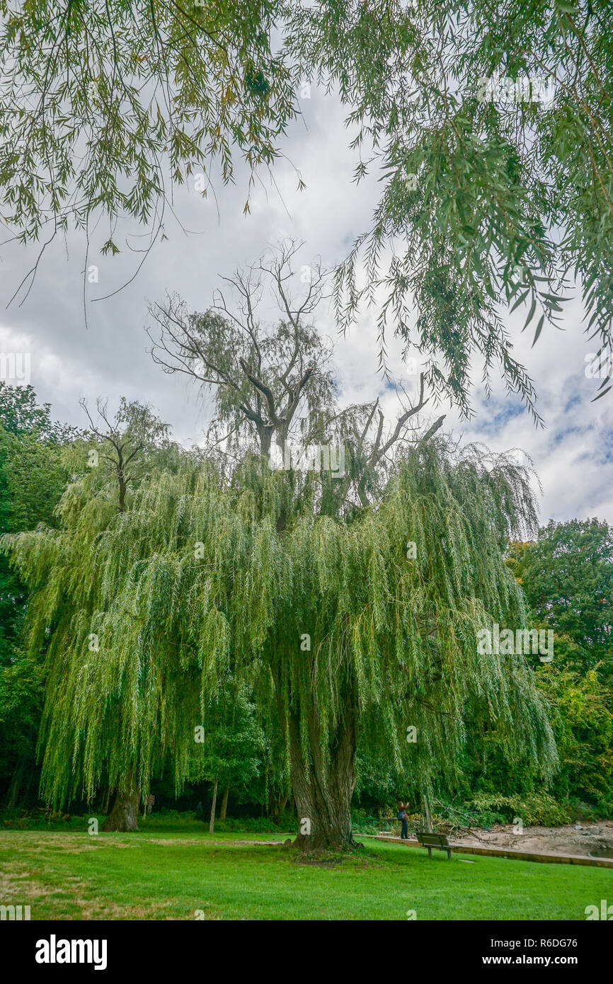 Sallow Tree High Resolution Stock Photography and Images - Alamy