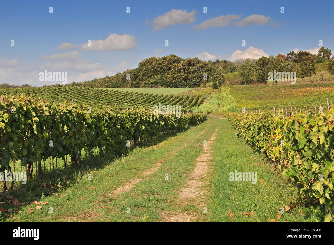 Vines on the hillside hi-res stock photography and images - Alamy