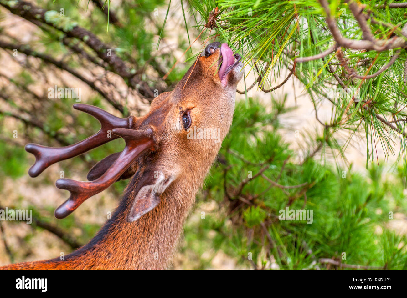 Saint Sika (Shika) Deer In The Park At Miyajima Island Near Hiroshima ...