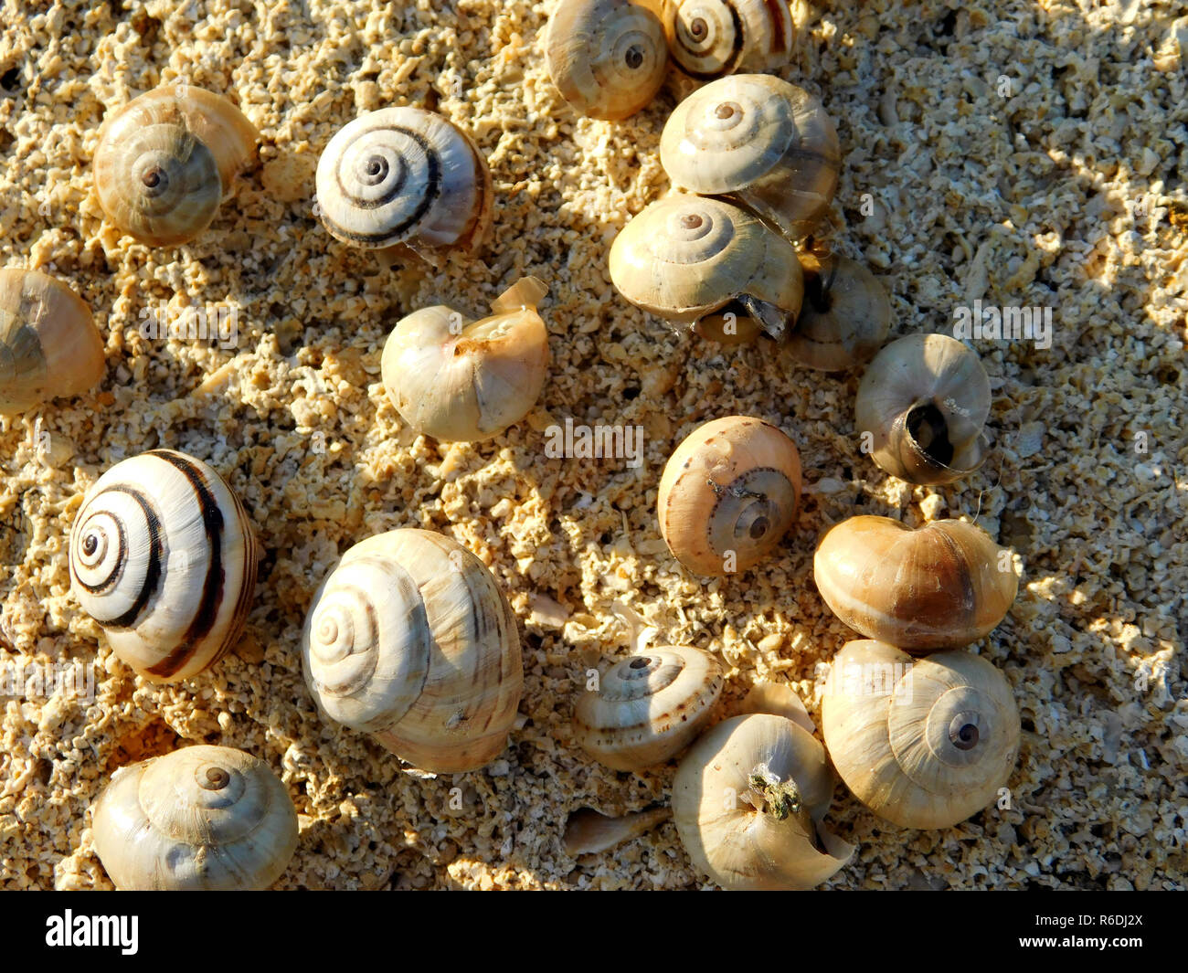 Cuban snails hi-res stock photography and images - Alamy