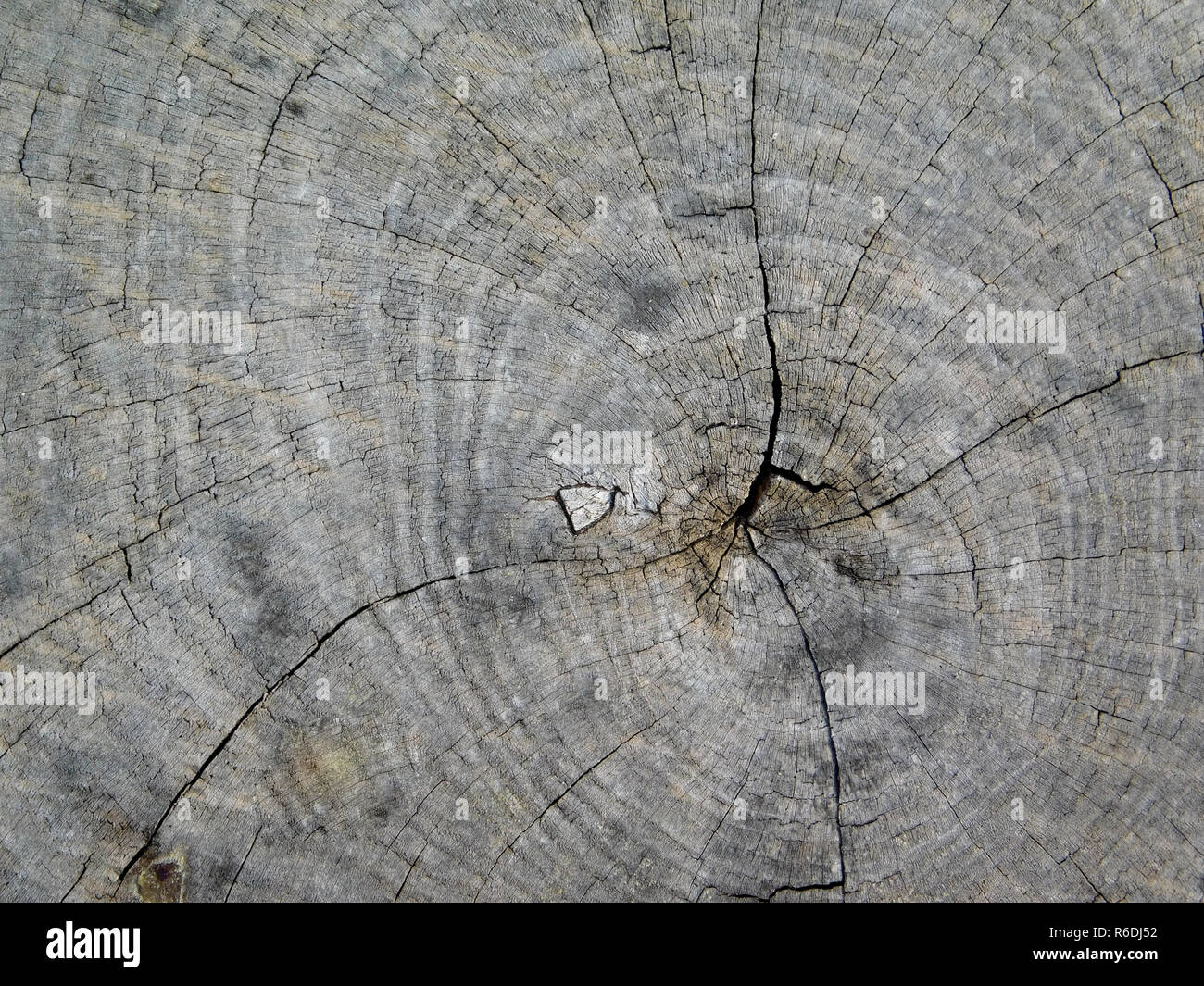 tree trunk texture Stock Photo - Alamy