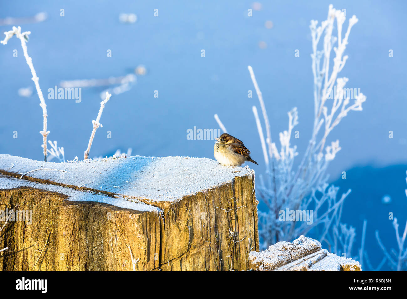 Meise winter hi-res stock photography and images - Alamy