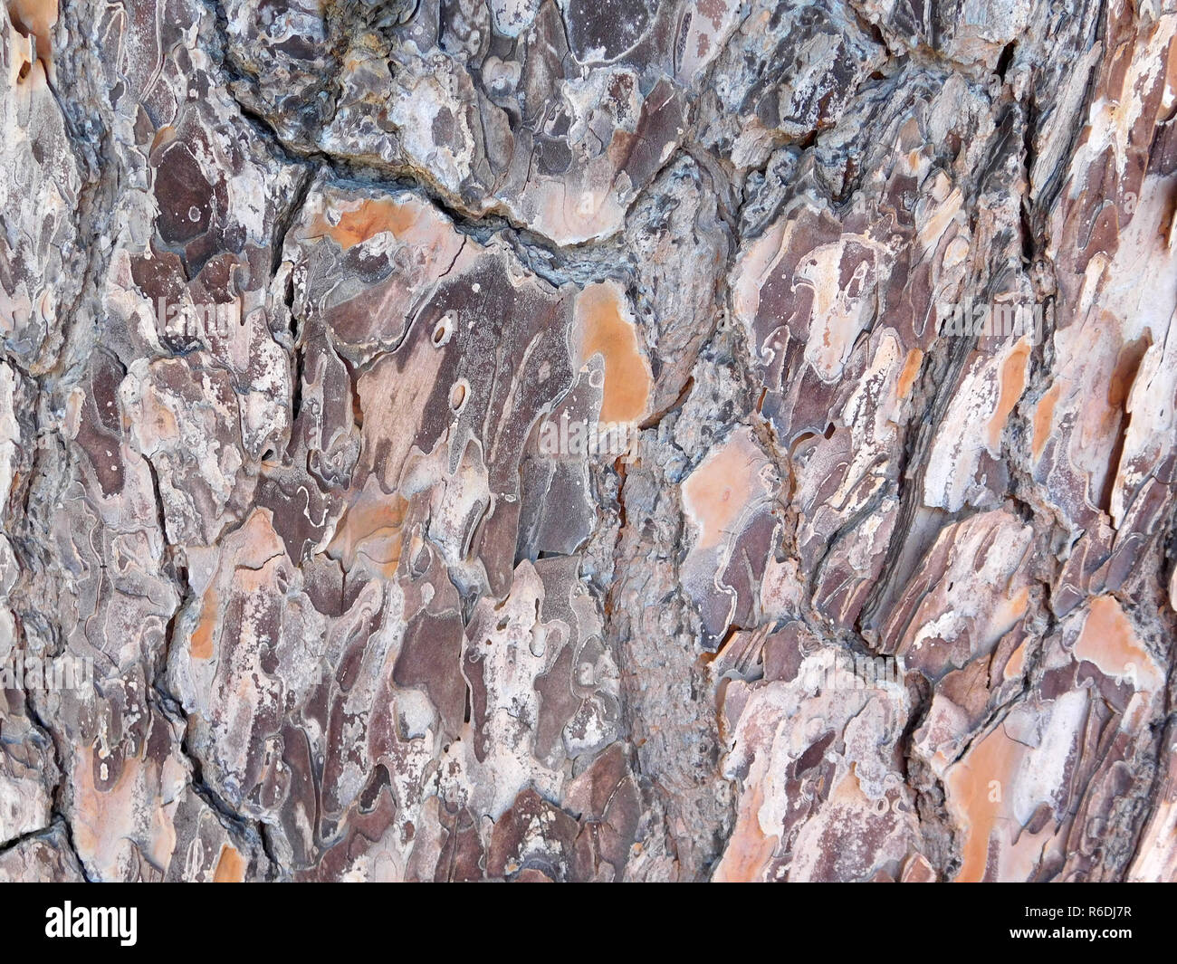 tree trunk texture Stock Photo - Alamy