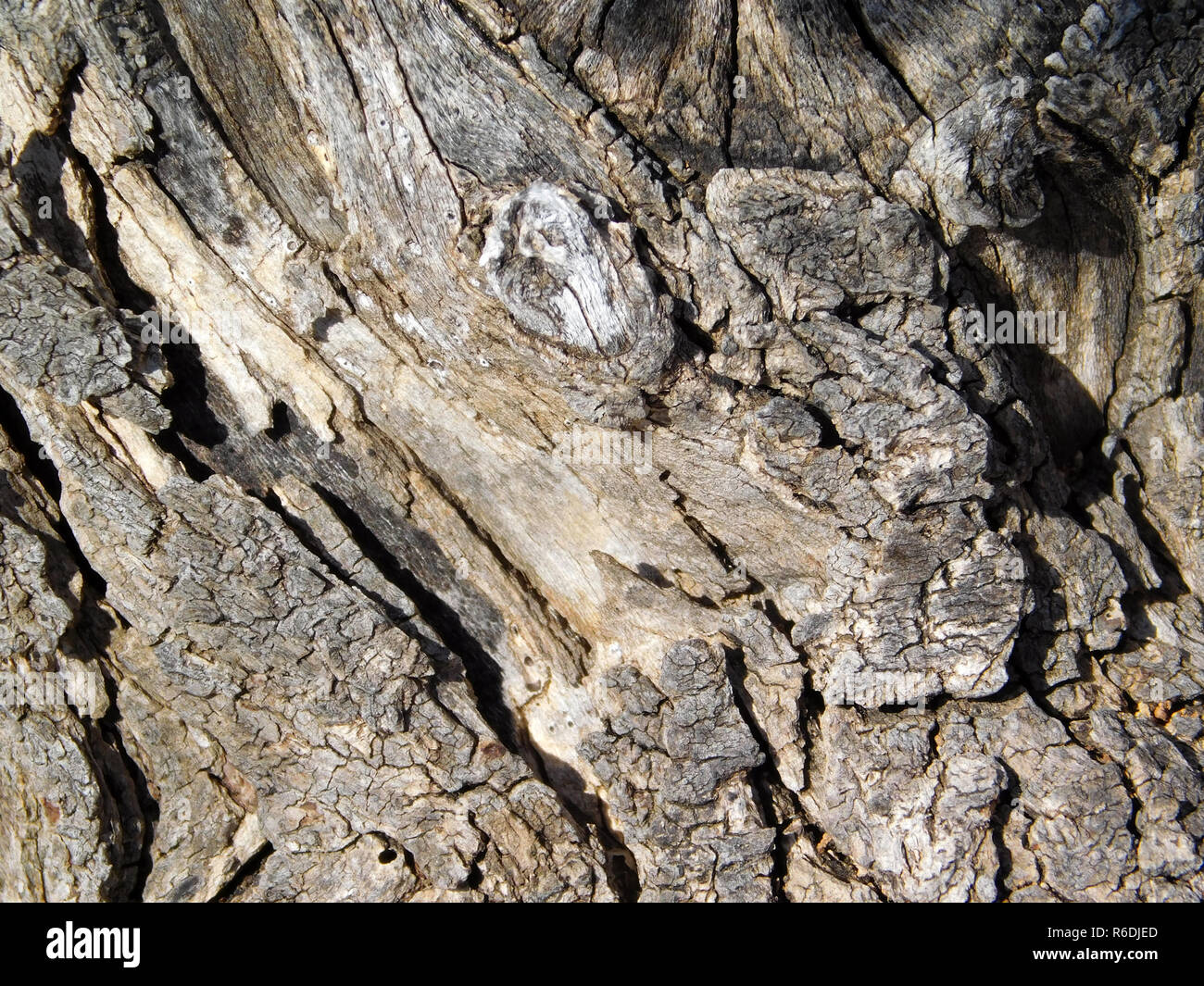 tree trunk texture Stock Photo - Alamy