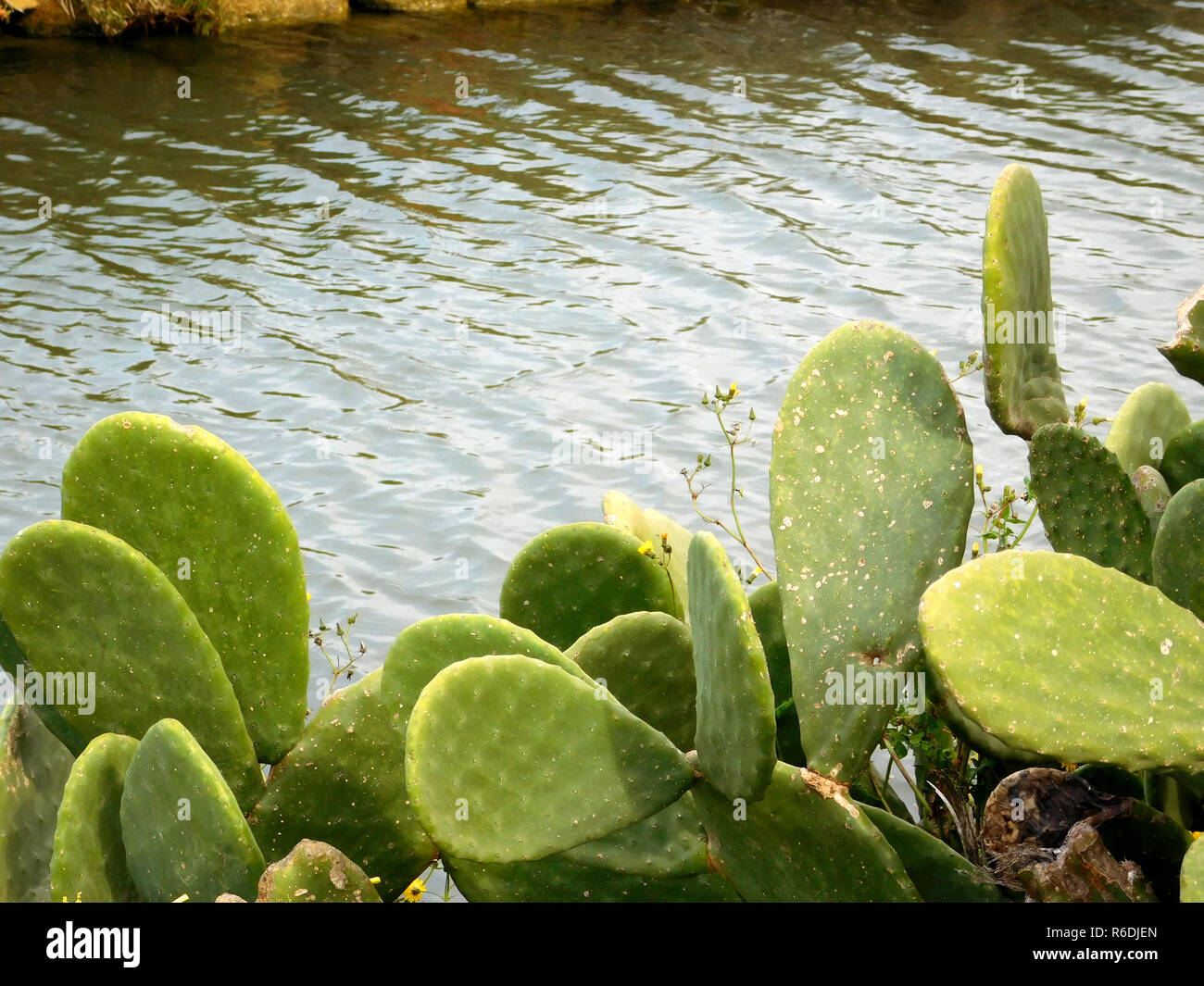 Spiny weed thorny hi-res stock photography and images - Alamy