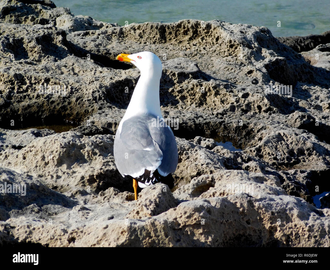Seagul blue ocean gull flies hi-res stock photography and images - Alamy
