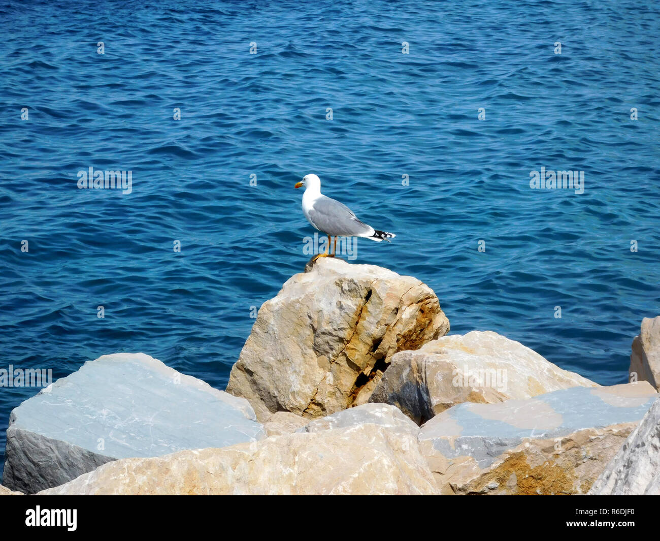 Seagul blue ocean gull flies hi-res stock photography and images - Alamy