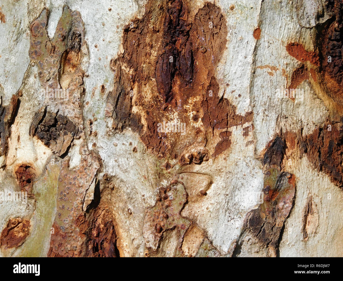 tree trunk texture Stock Photo - Alamy