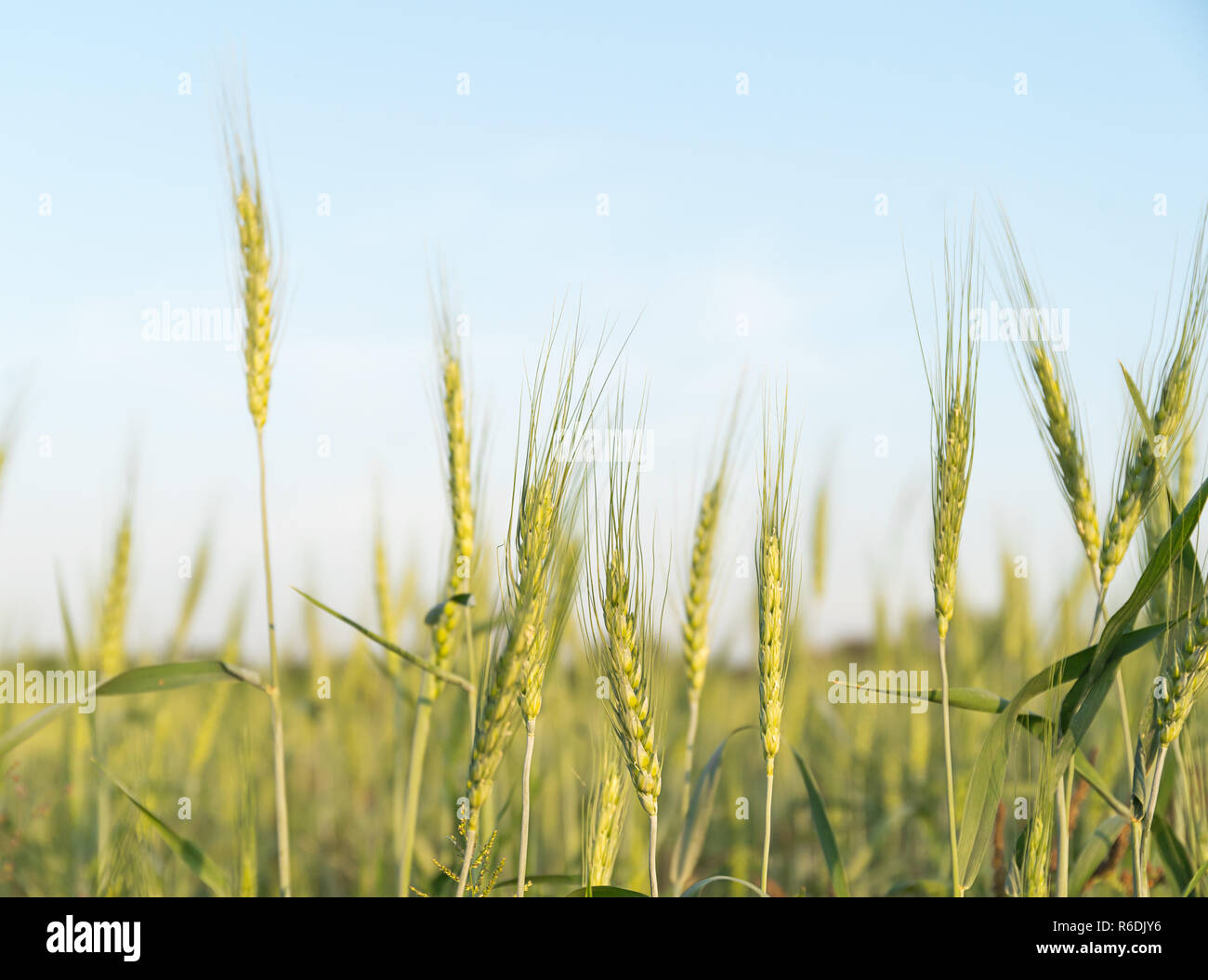 Close up image of barley corns growing in a field Stock Photo - Alamy