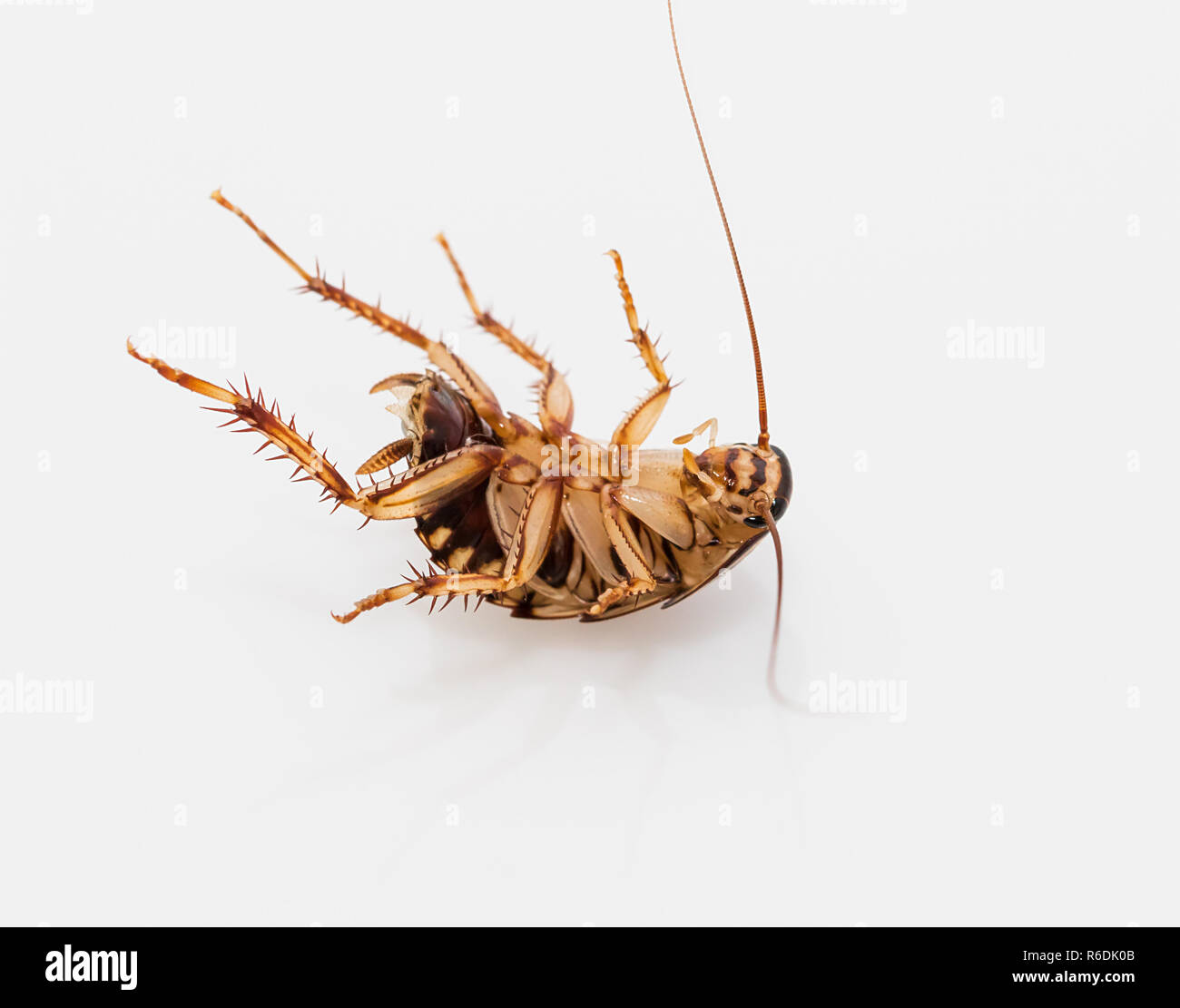 cockroach on white background Stock Photo - Alamy