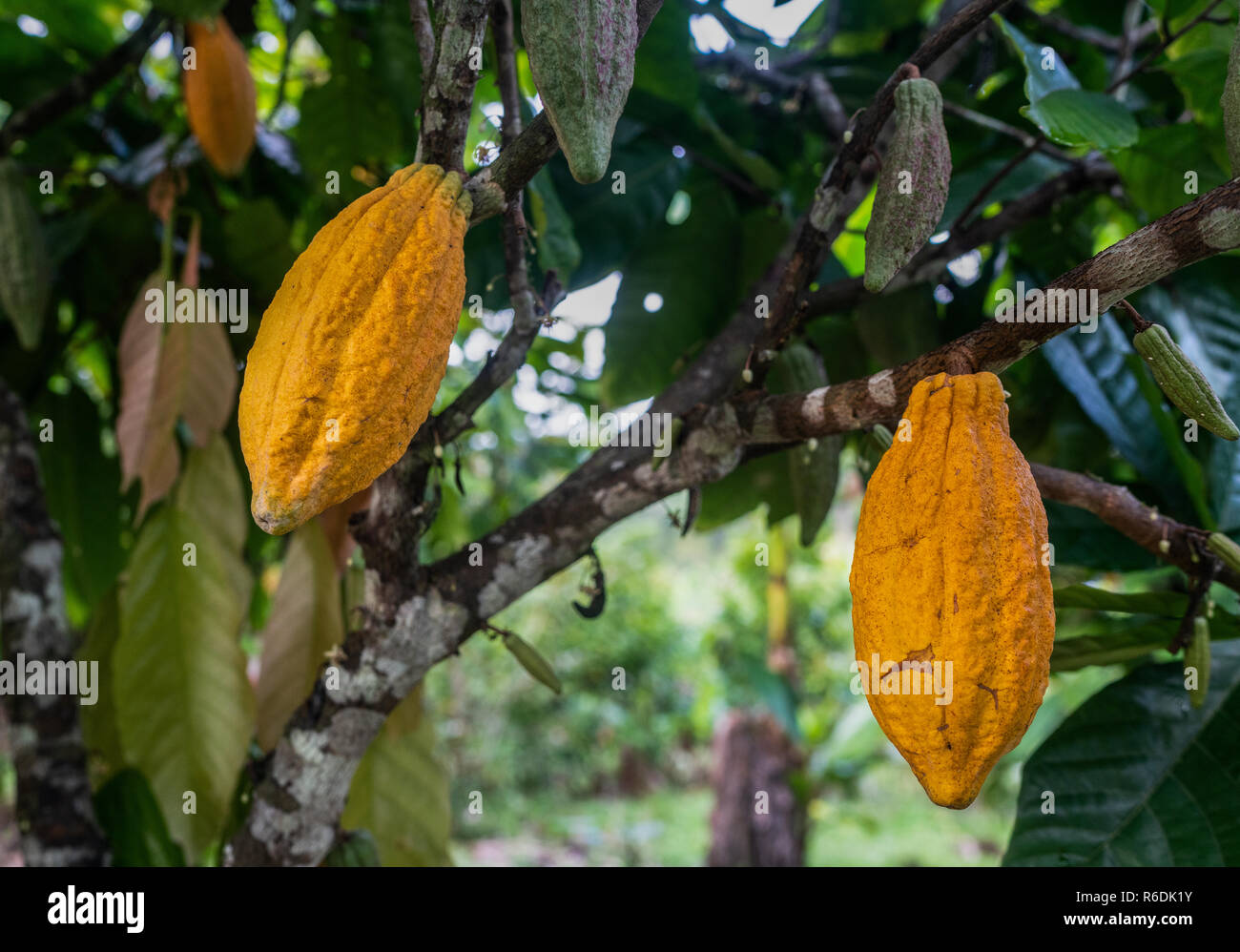 Yellow and green cocoa pods hi-res stock photography and images - Alamy