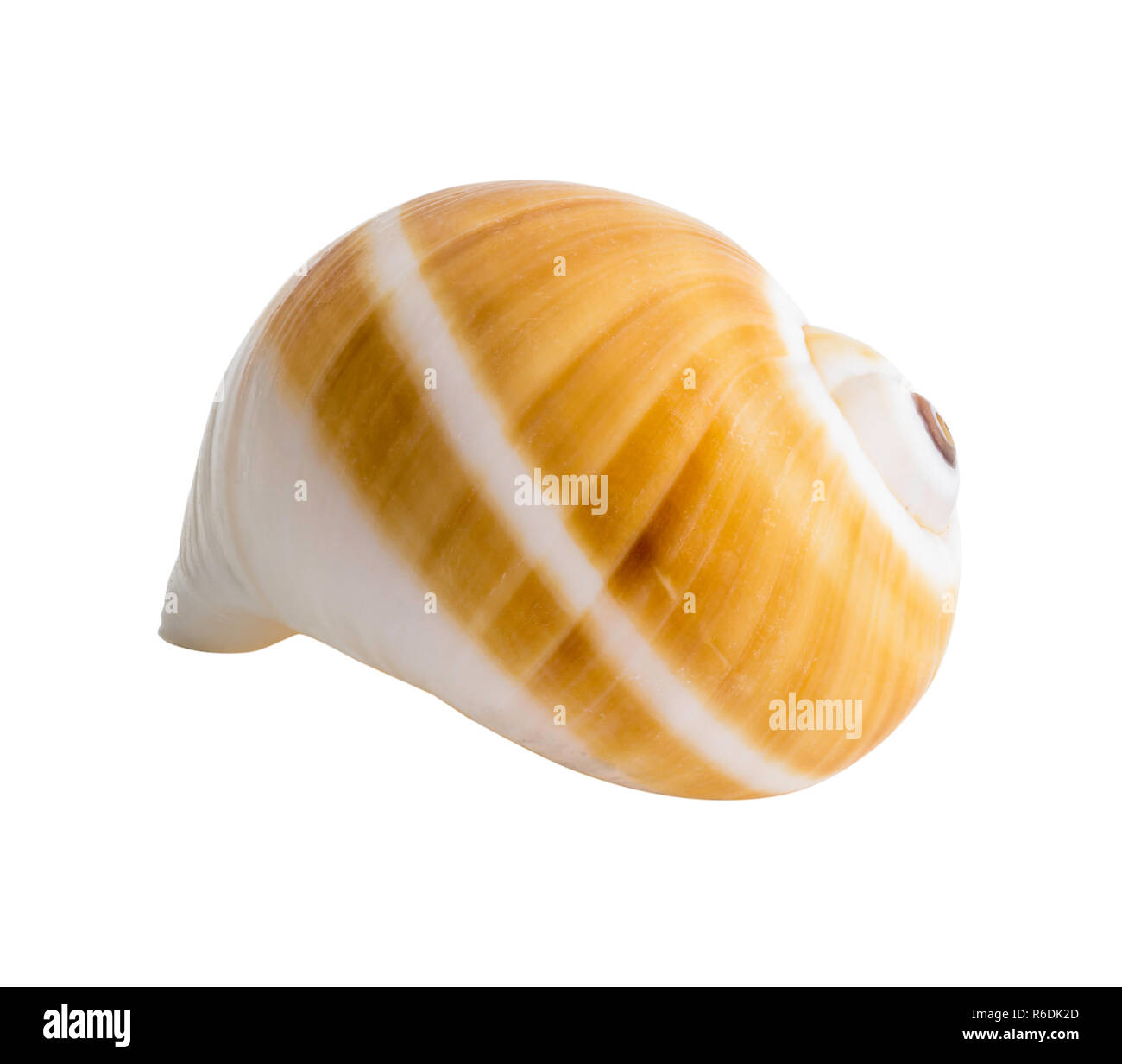 Close up Marine sea shell isolated Stock Photo - Alamy