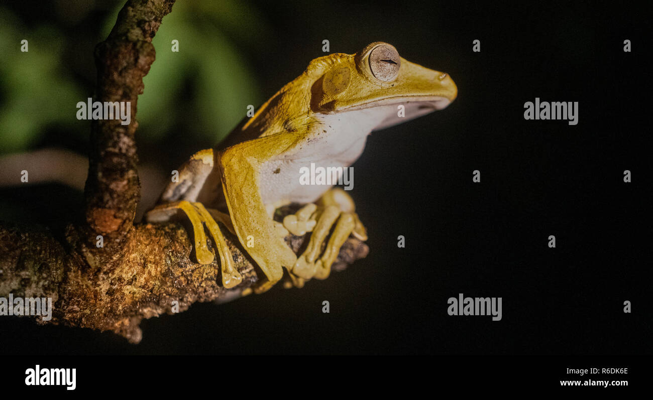 Borneo Eared Frog Stock Photo - Alamy