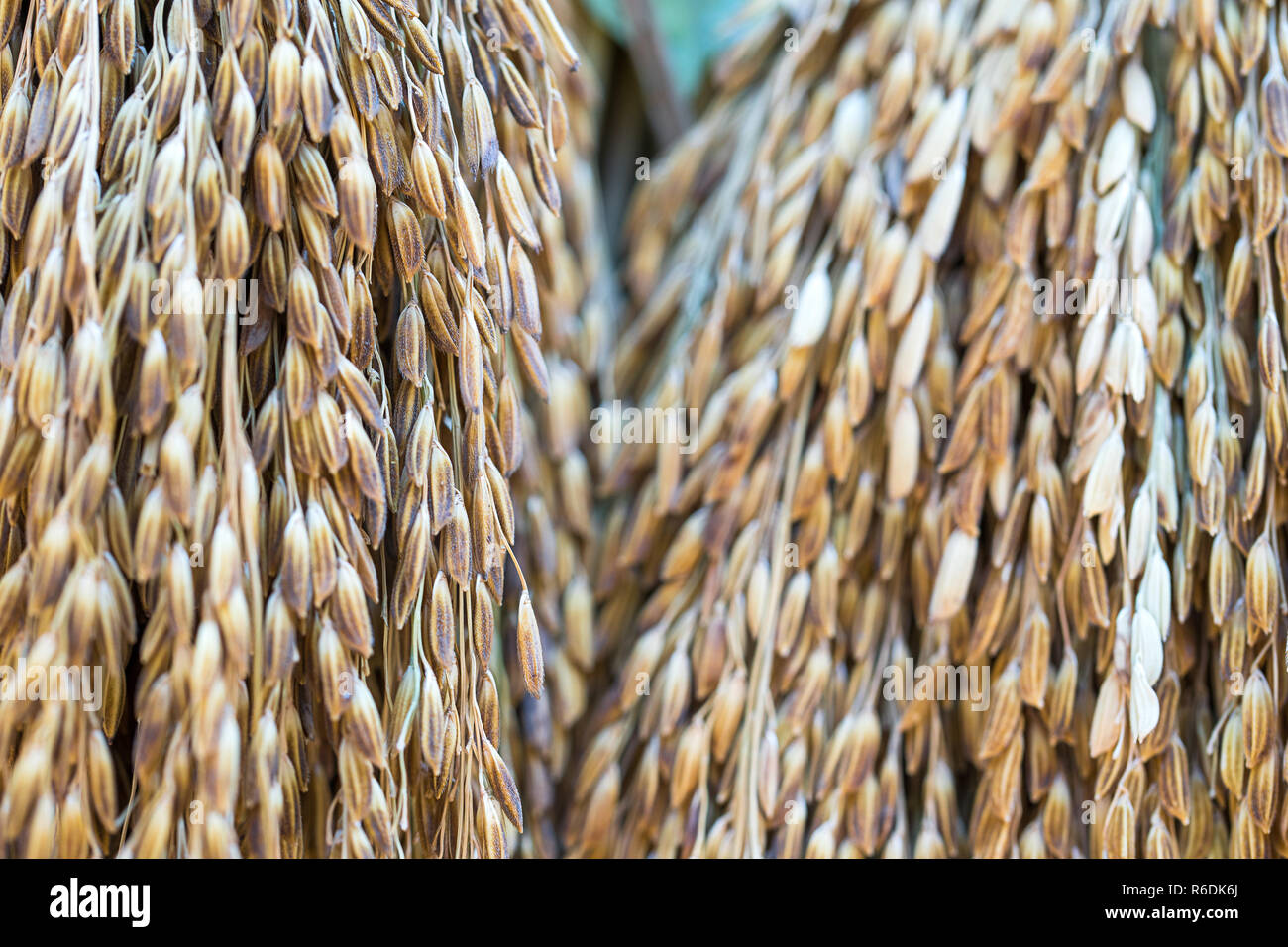 Dry paddy rice seeds Stock Photo - Alamy