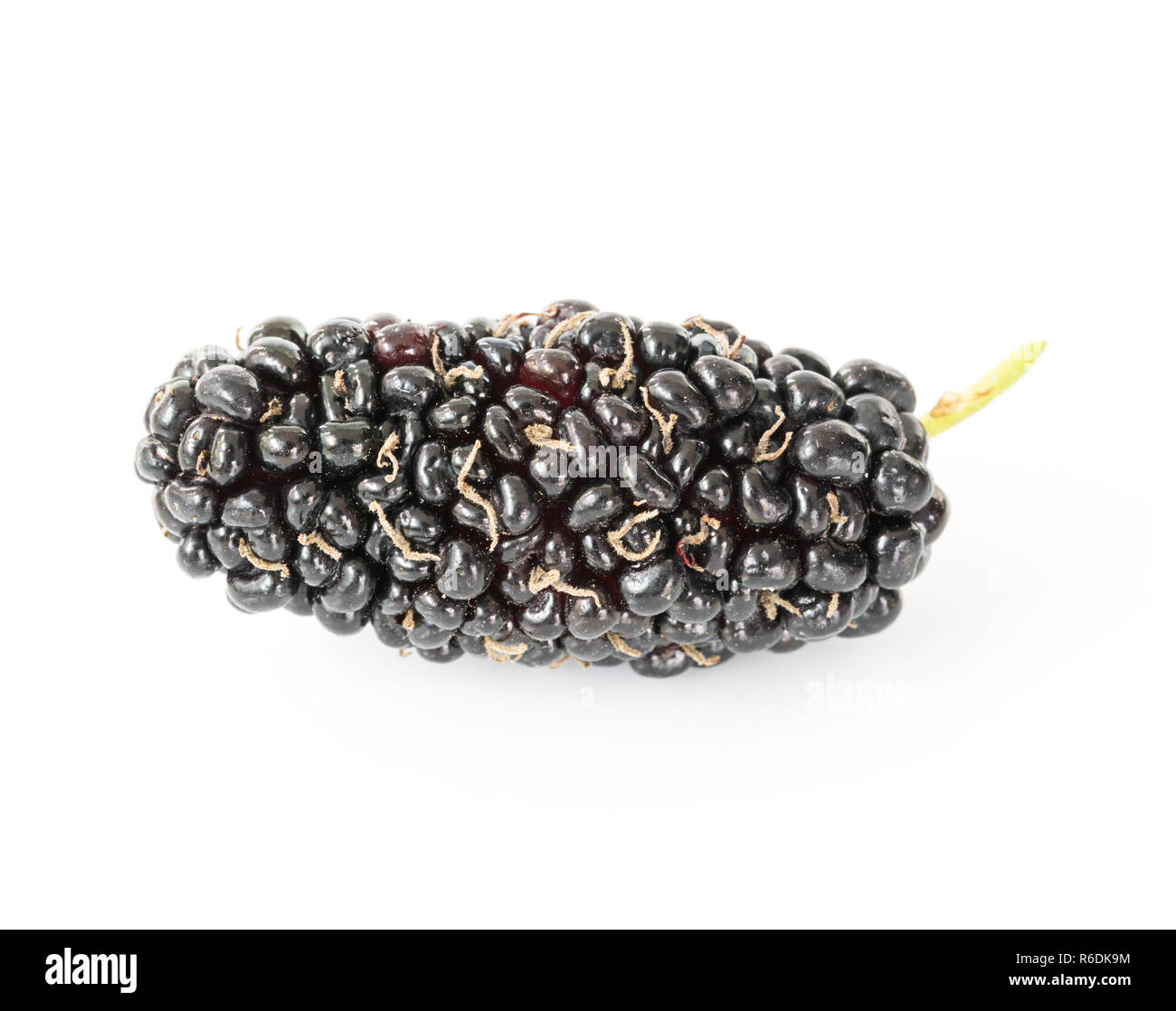 Branch mulberry Cut Out Stock Images & Pictures - Alamy