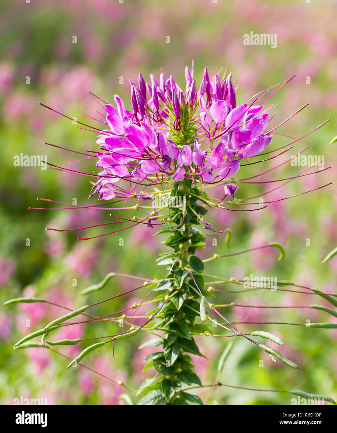 Pink spider flower Stock Photo - Alamy