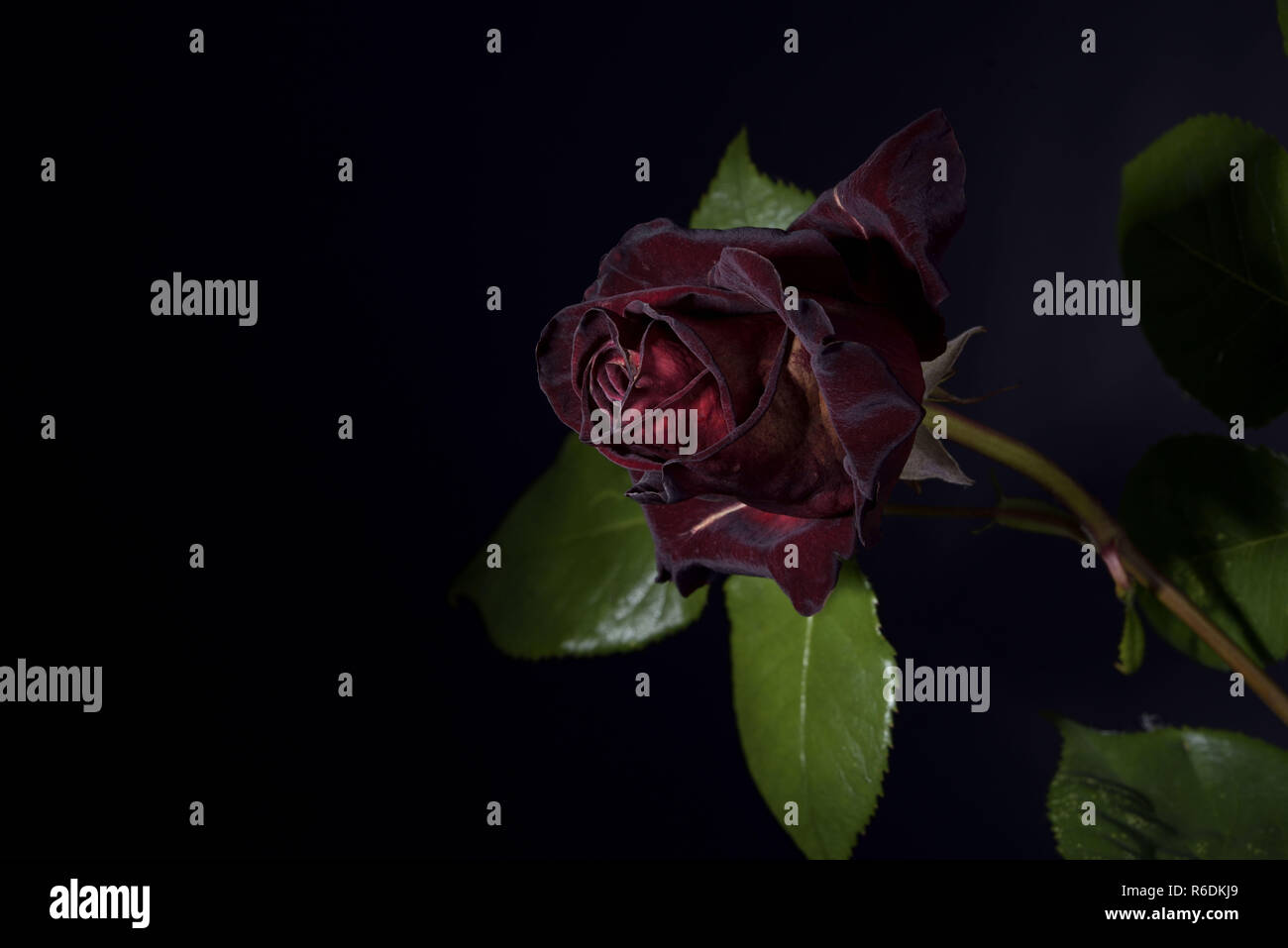 Rose Sepal High Resolution Stock Photography and Images - Alamy