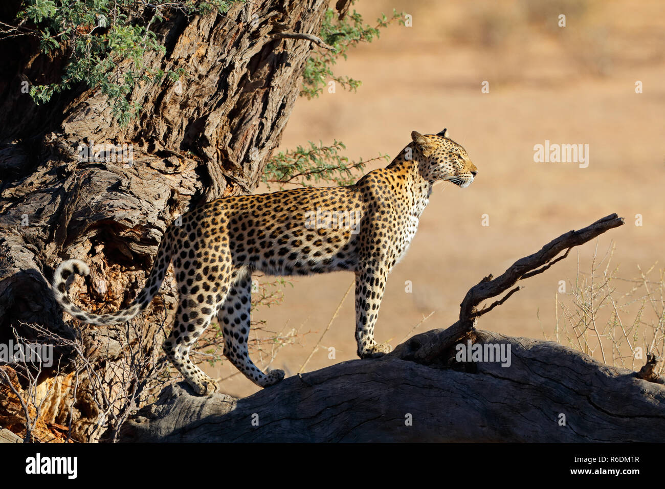 Friendly leopard hi-res stock photography and images - Alamy