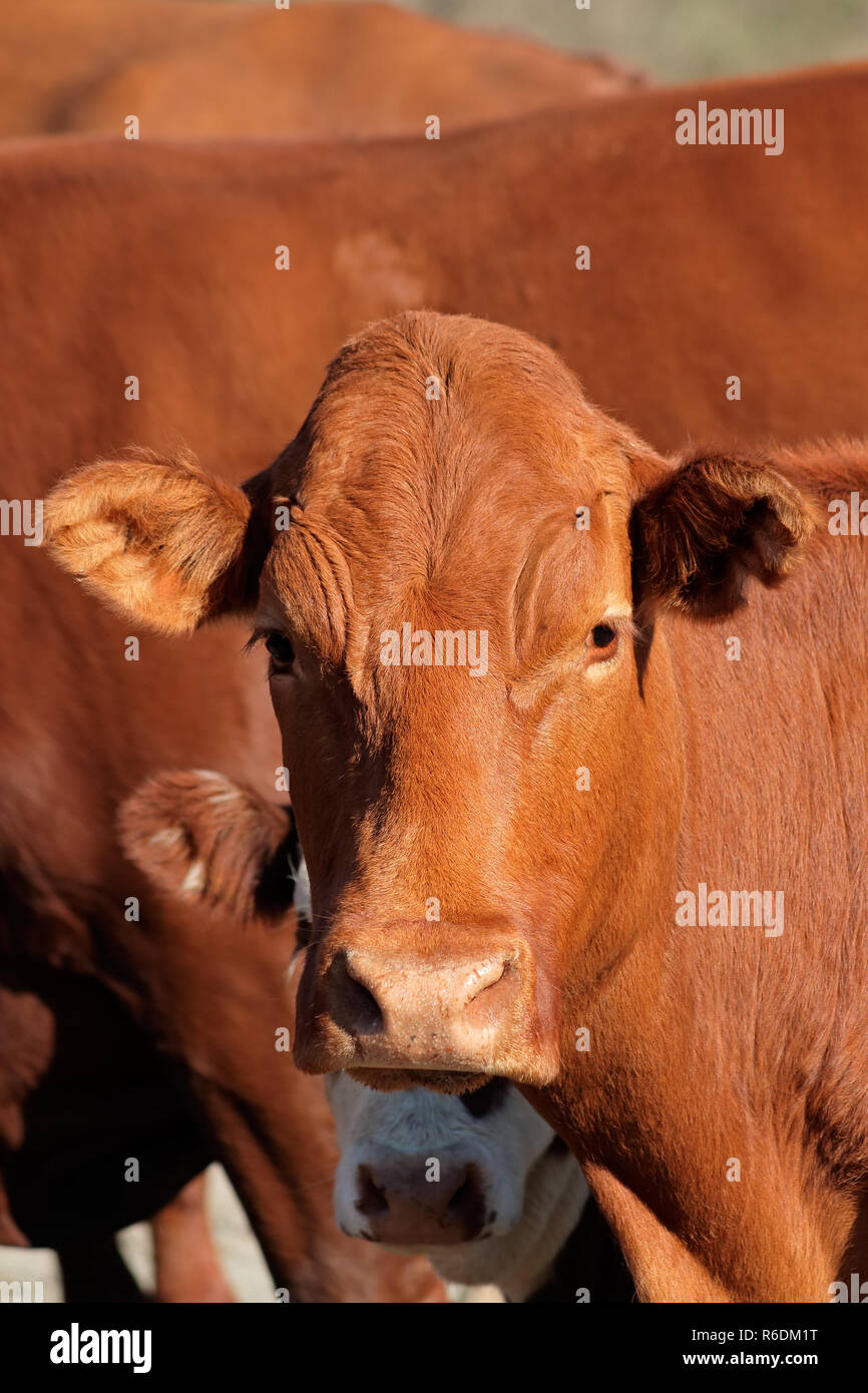 Portrait of a cow Stock Photo - Alamy
