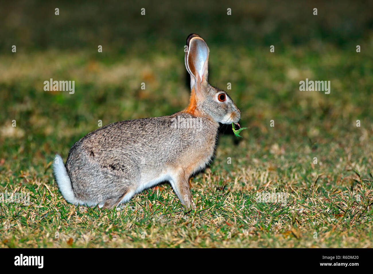 Scrub hare in natural habitat Stock Photo - Alamy
