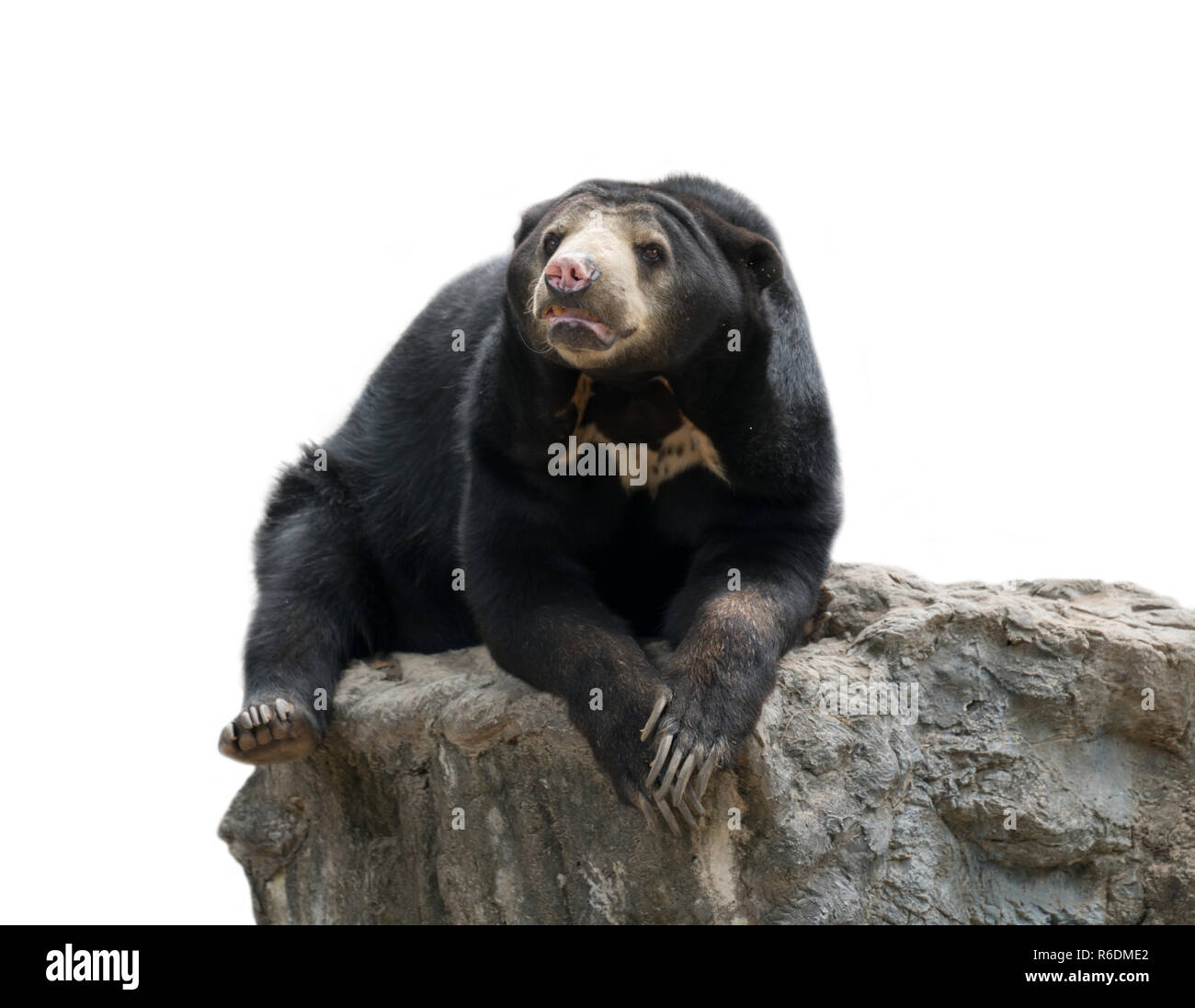 Resting malayan sun bear hi-res stock photography and images - Alamy