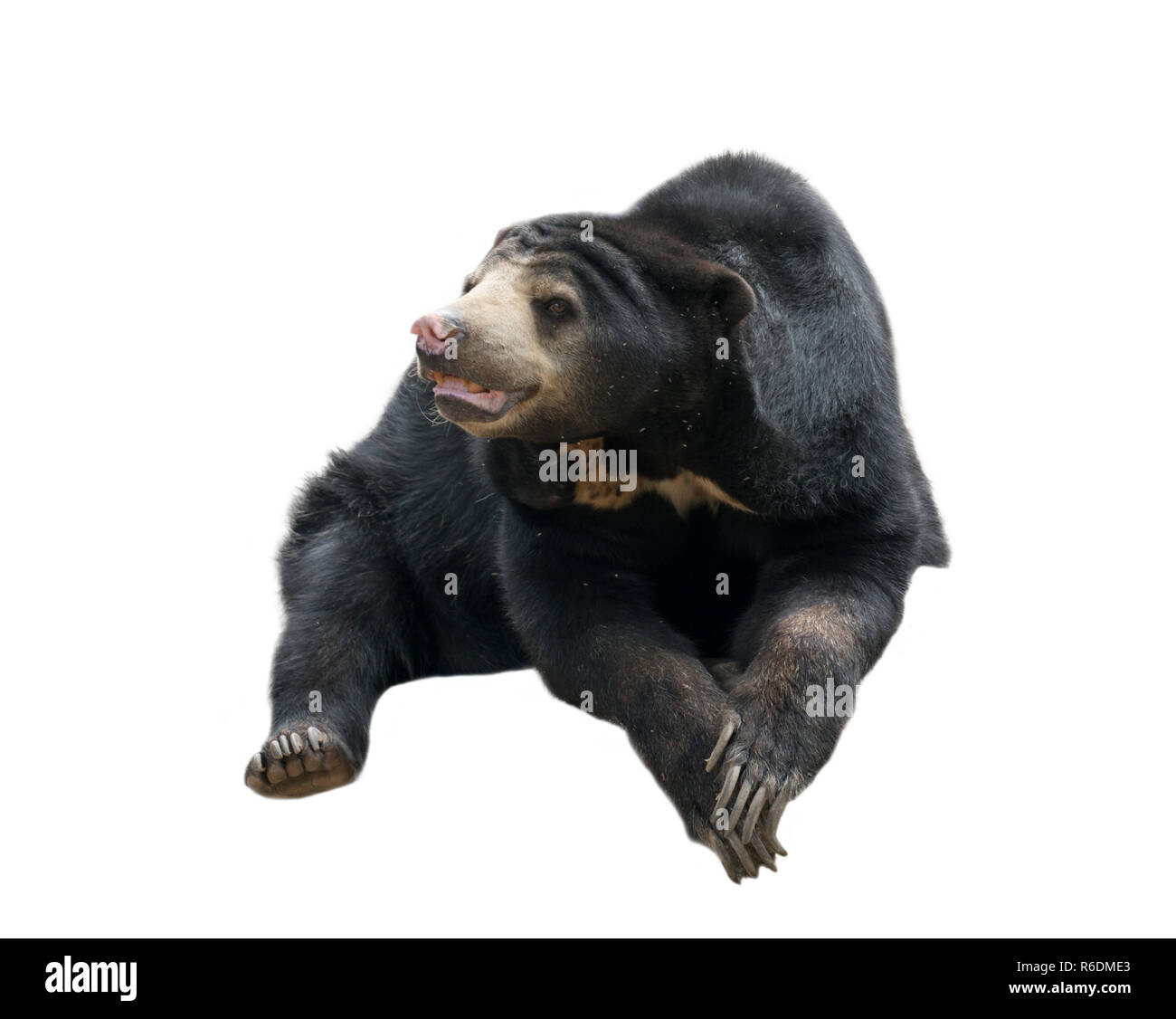 Sun bear wild Cut Out Stock Images & Pictures - Alamy