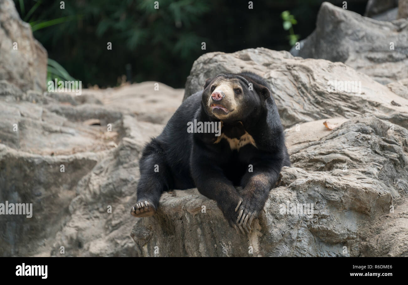 Resting malayan sun bear hi-res stock photography and images - Alamy