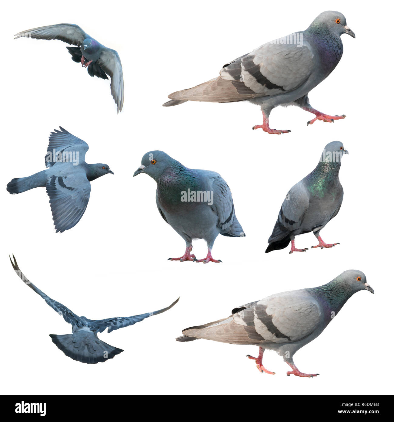 Flying Pigeon Cut Out Stock Images & Pictures - Alamy