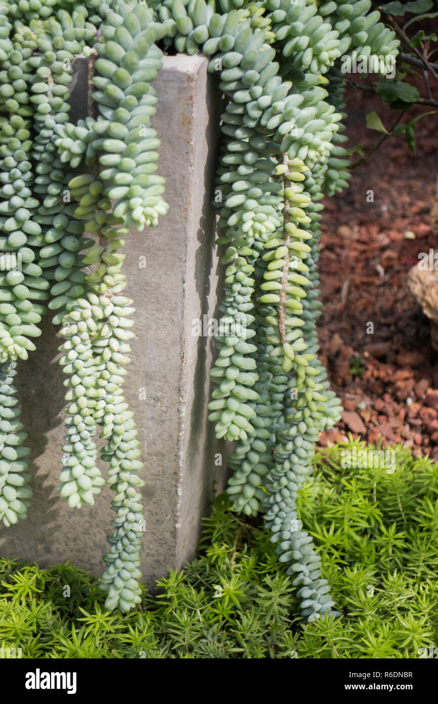 Group of succulents and cactus growing Stock Photo - Alamy