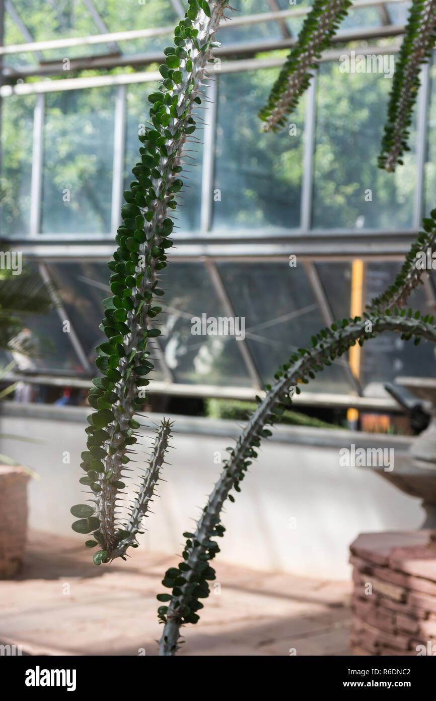 Group of succulents and cactus growing Stock Photo - Alamy