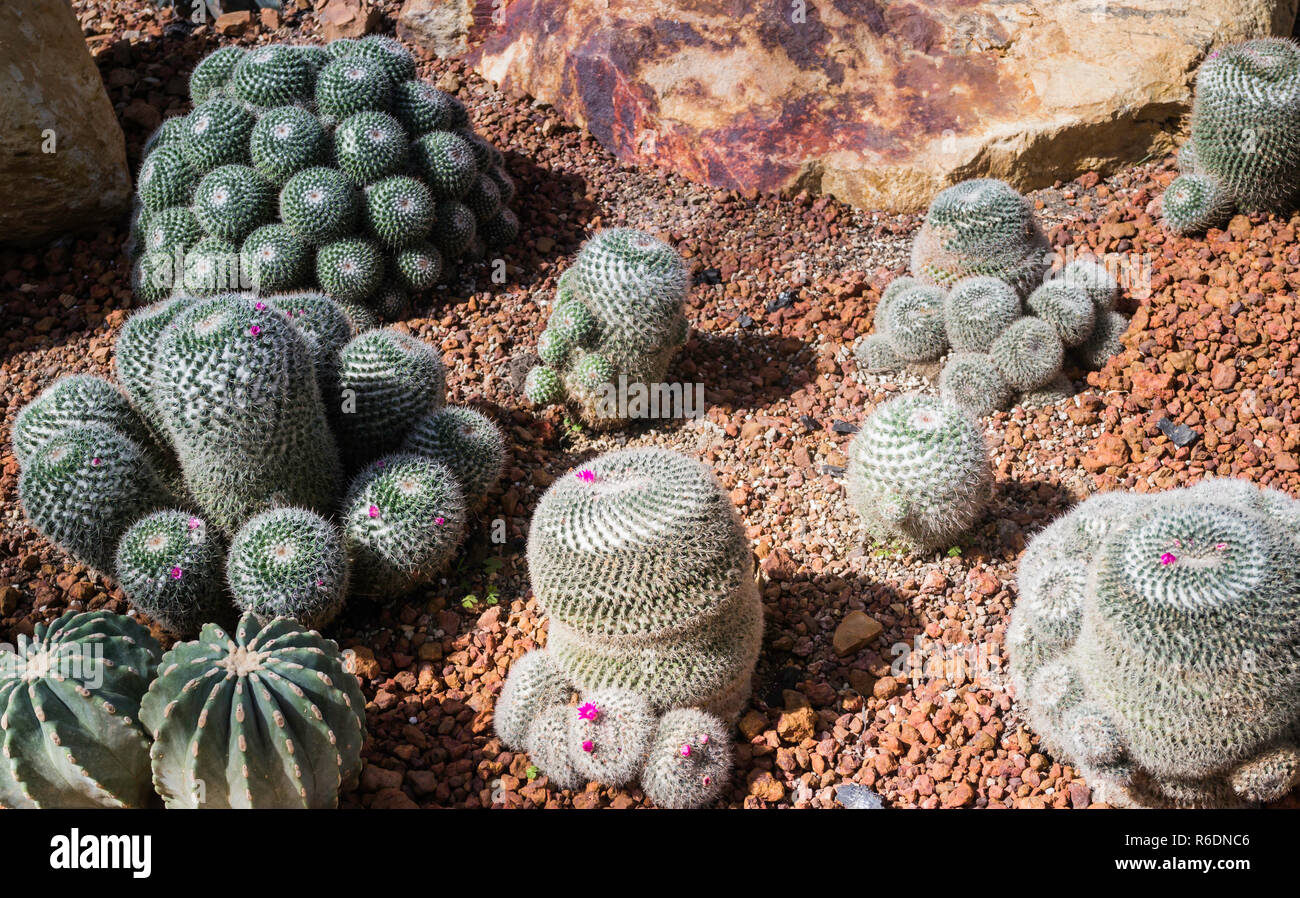 Group of succulents and cactus growing Stock Photo - Alamy