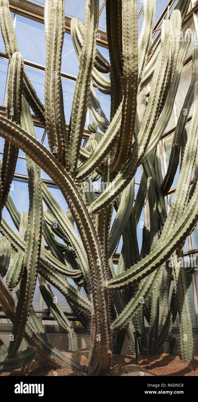 Group of succulents and cactus growing Stock Photo - Alamy