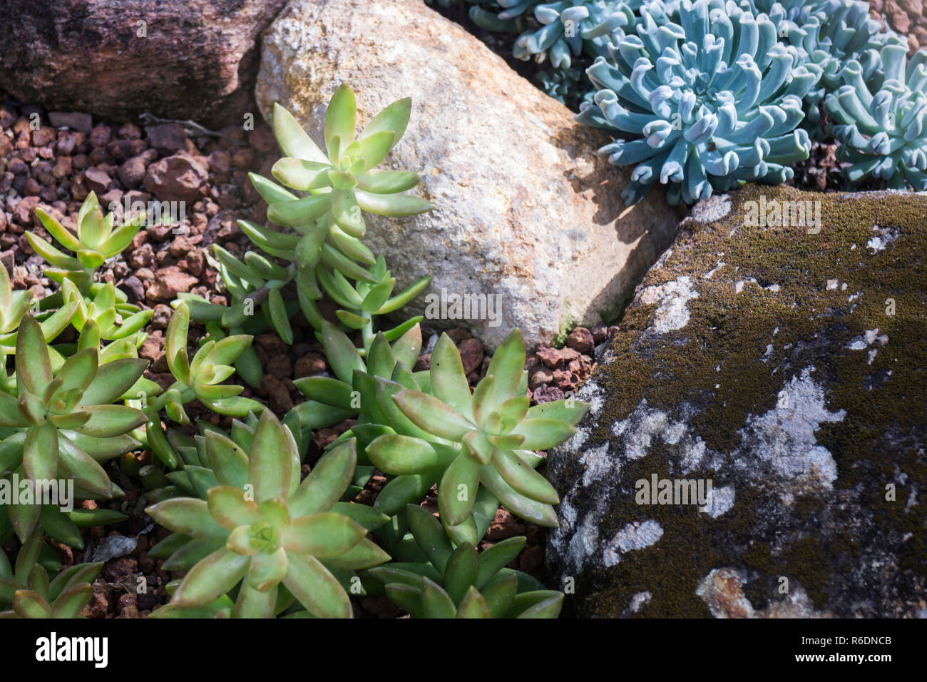 Group of succulents and cactus growing Stock Photo - Alamy