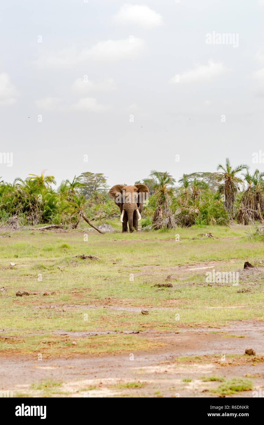 Lonely elephant in a palm oasis in Amboseli park in Kenya Stock Photo ...