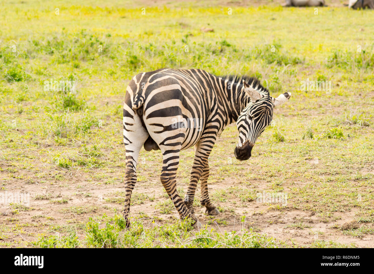 Horse tail flies hi-res stock photography and images - Alamy