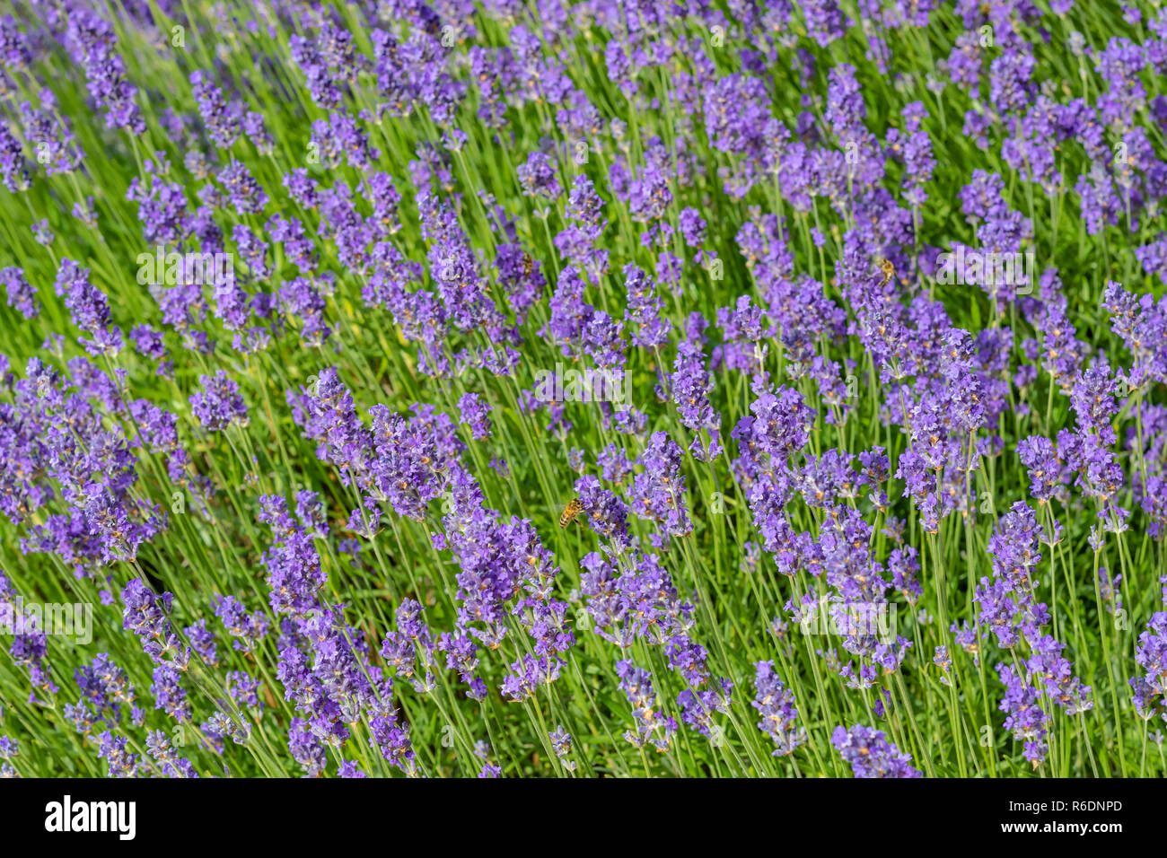 Background shot of purple lavender flowers with green stems Stock Photo ...