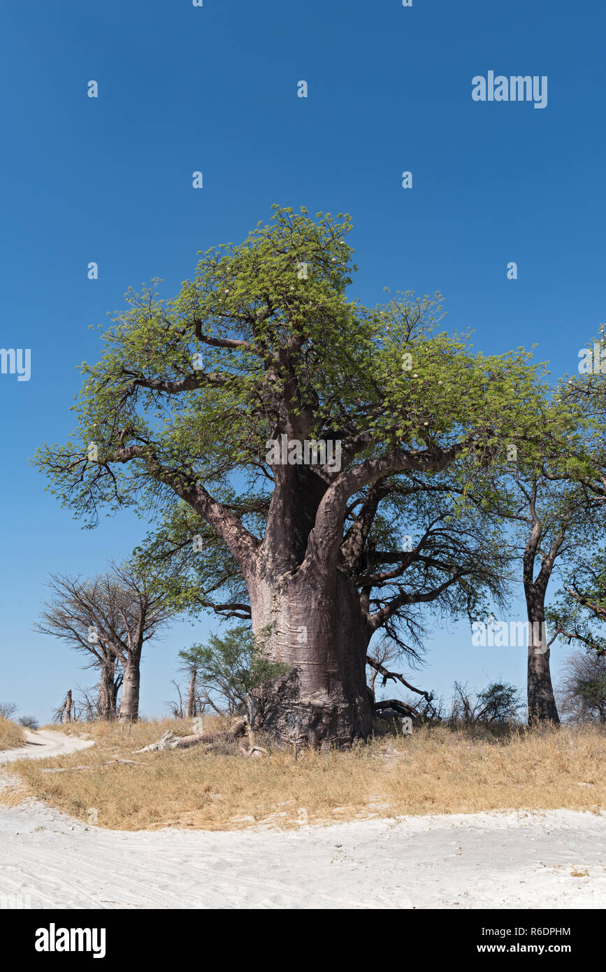 Baobab travel hi-res stock photography and images - Alamy