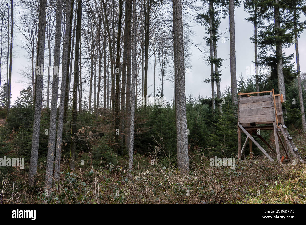 raised hide in the middle of the forest Stock Photo - Alamy
