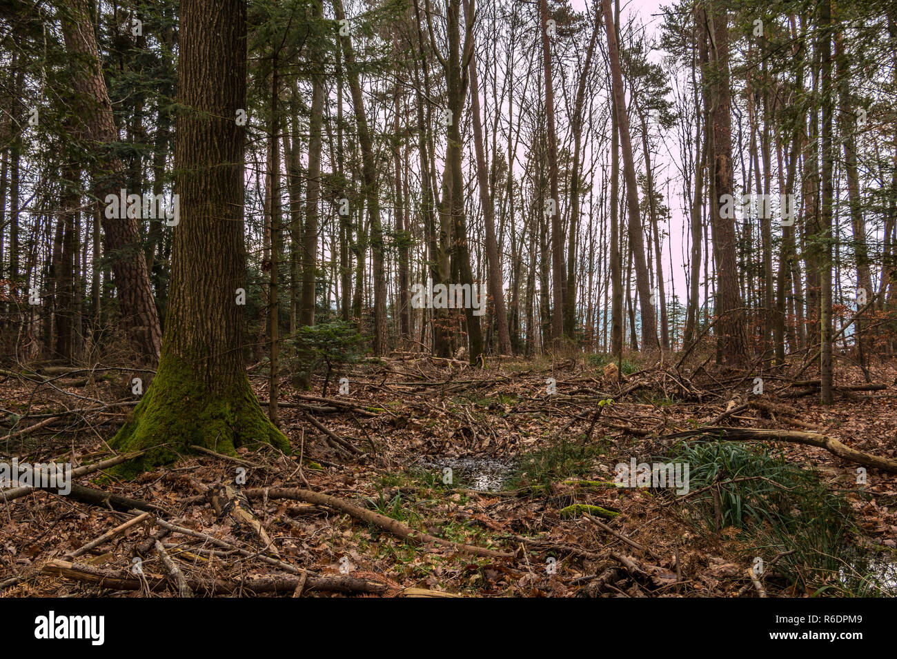 Damaged trees after a wind storm hi-res stock photography and images ...