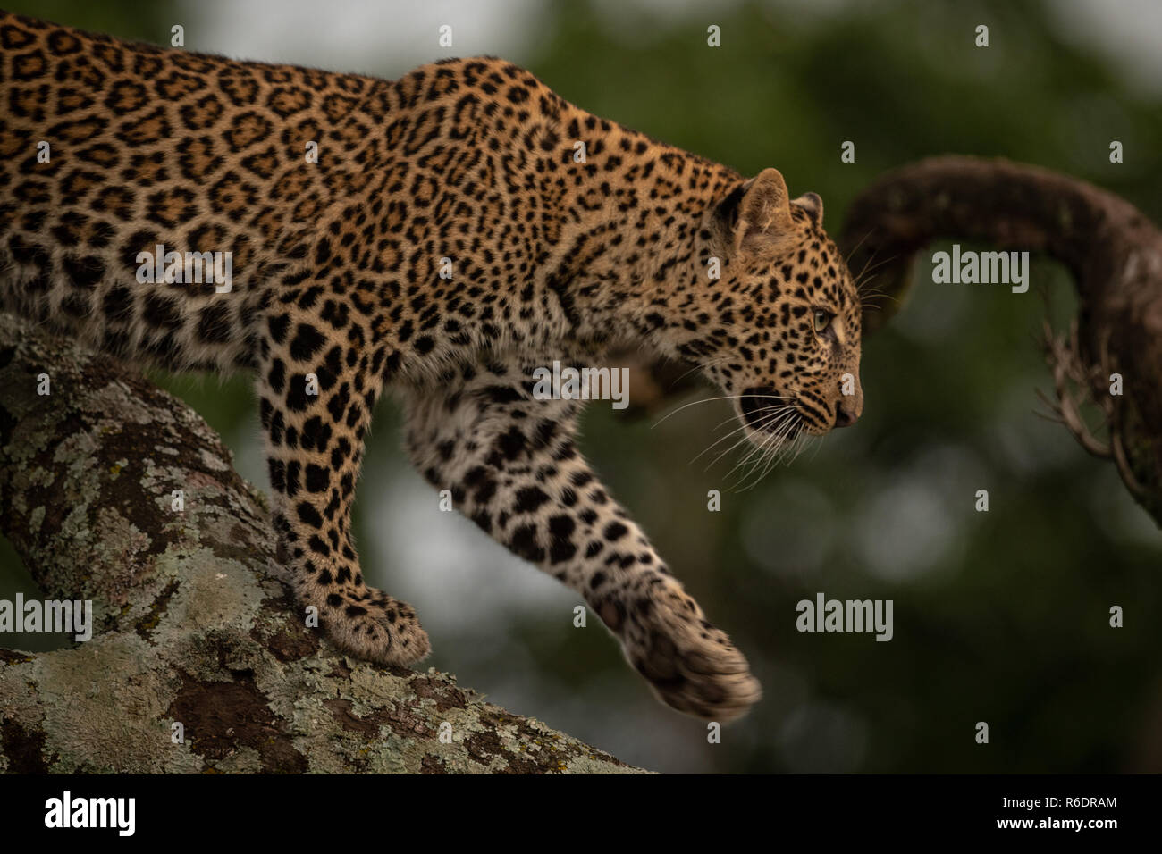 Leopard lifts paw while walking down branch Stock Photo - Alamy