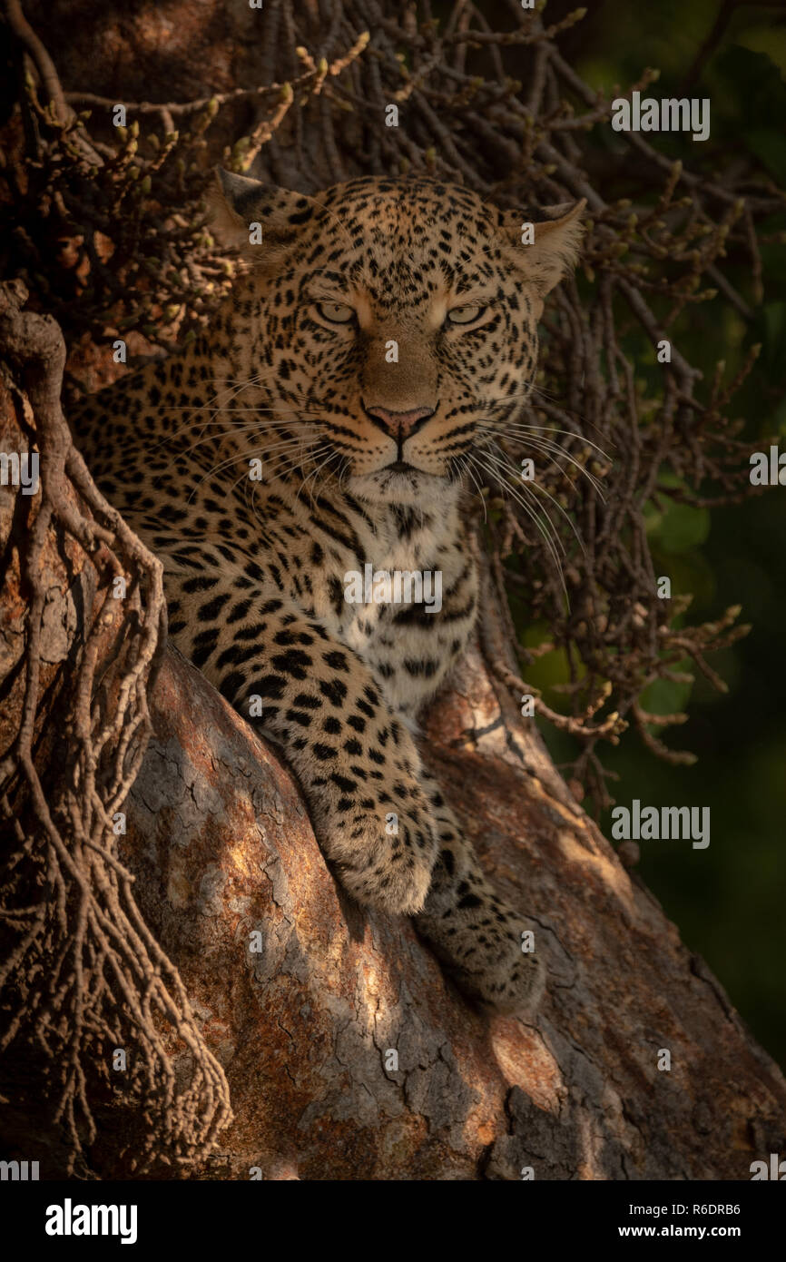 Leopard in tree looking down hi-res stock photography and images - Alamy