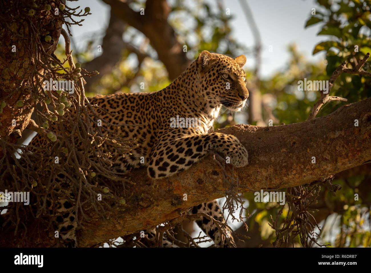 Leopard lying on branch of fig tree Stock Photo - Alamy