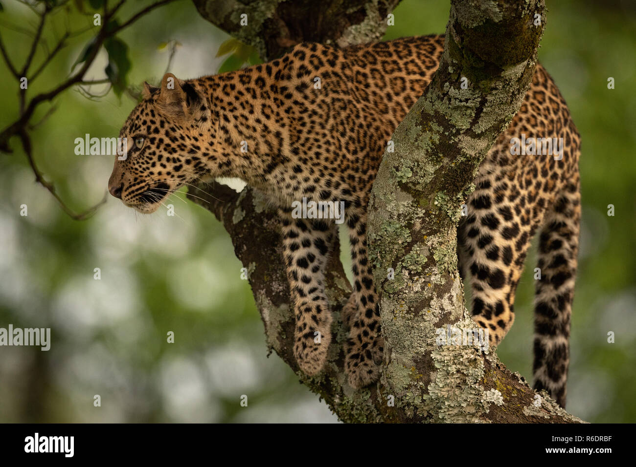 Leopard africa jump hi-res stock photography and images - Alamy