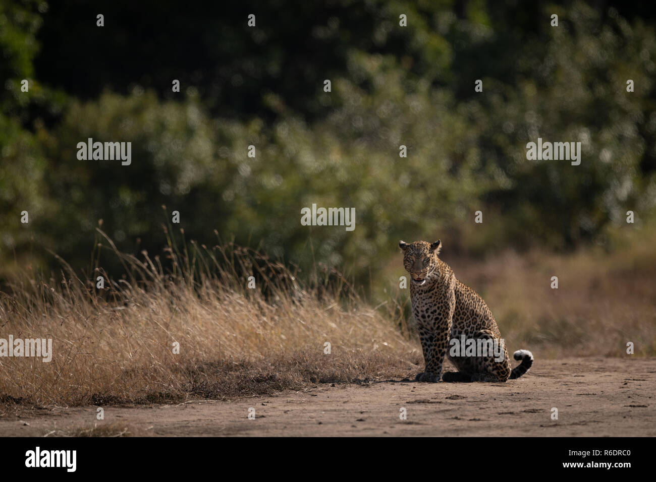 Leopard facing camera hi-res stock photography and images - Alamy