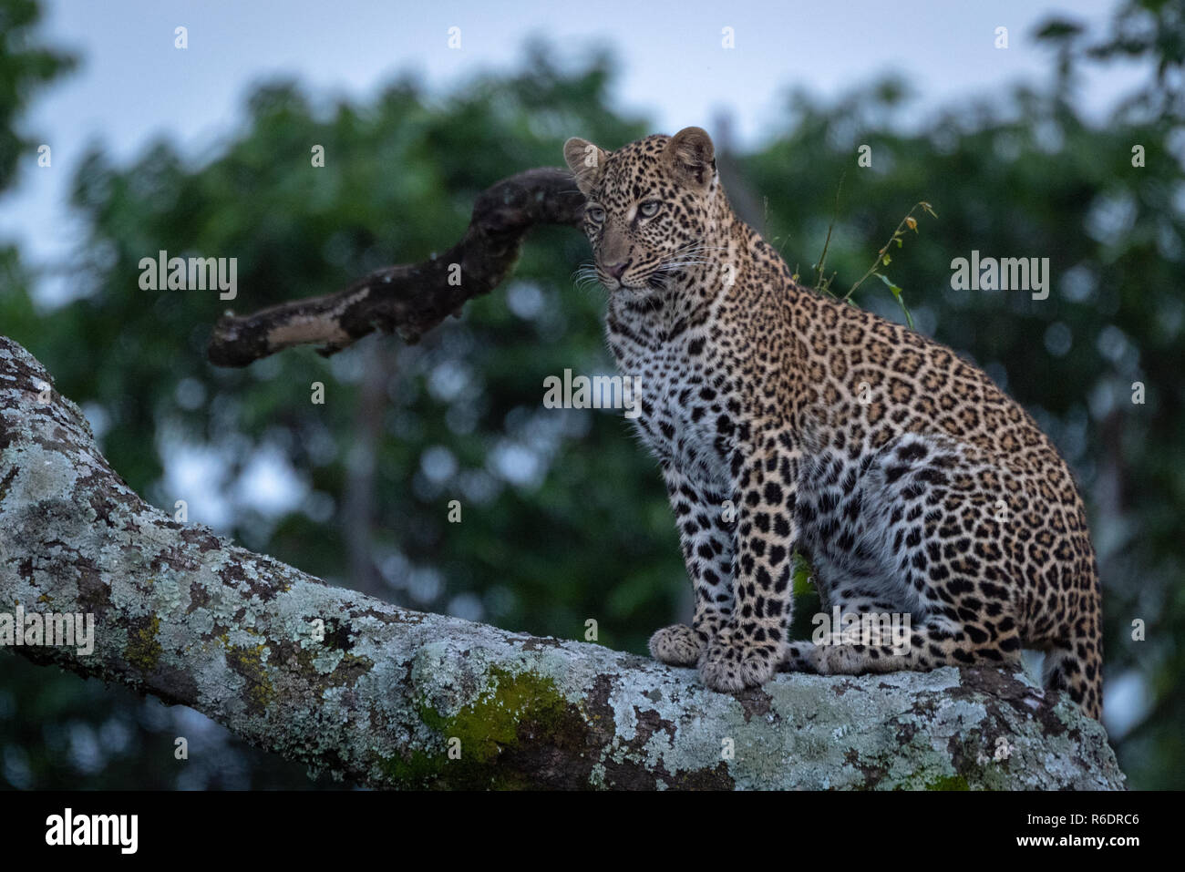 Leopard sits on branch covered in lichen Stock Photo - Alamy