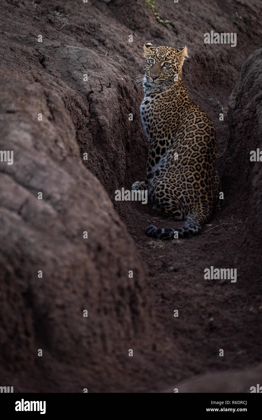 Leopard sitting in earth ditch facing camera Stock Photo - Alamy