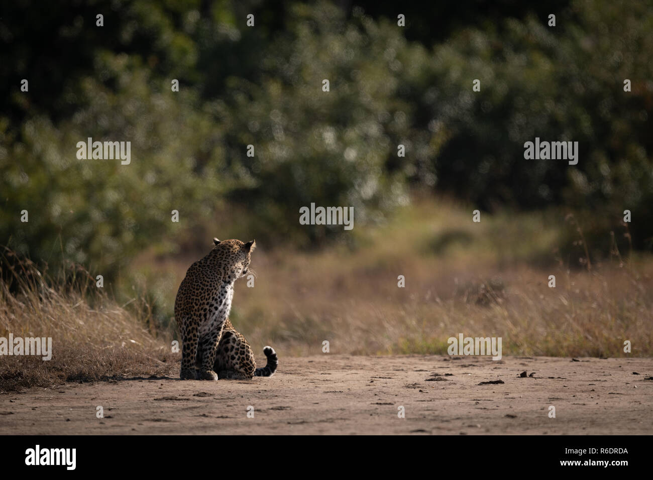 Leopard sitting on sandy ground looking back Stock Photo - Alamy