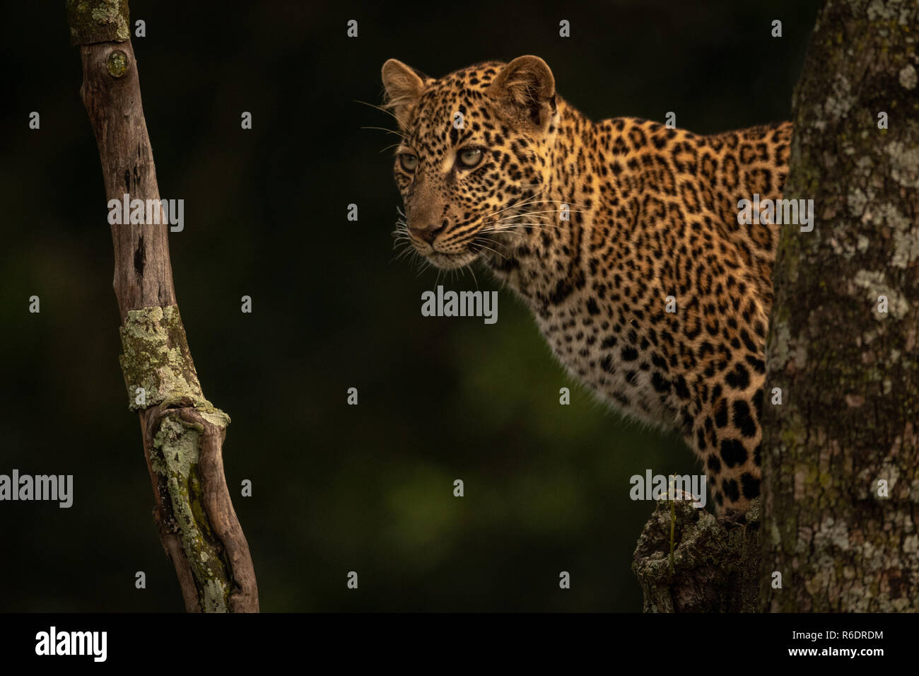 Leopard standing in tree stares between branches Stock Photo - Alamy